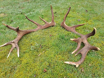 Rothirsch-Geweihe online kaufen | eBay