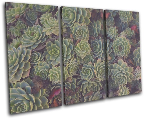 Succulent Plant Natural Floral TREBLE CANVAS WALL ART Picture Print ...