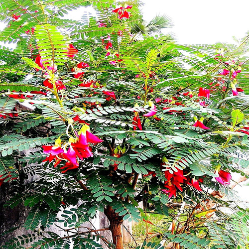 LIVE PLANT 3ft TALL Red Vegetable Hummingbird Tree- Sesbania ...
