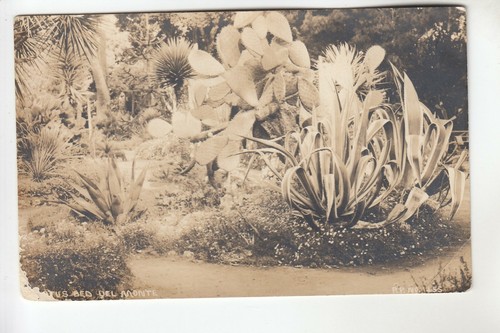 Real Photo Postcard Cactus Bed Del Monte CA | eBay