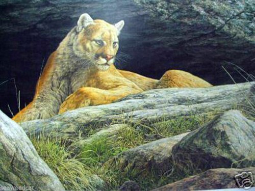 Cougars Ledge Jorge Mayol Limited Edition Print | eBay