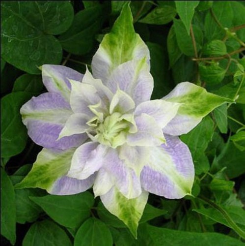 25 DBL Purple Green Clematis Seeds Flowers Perennial Seed Flower 90 US ...