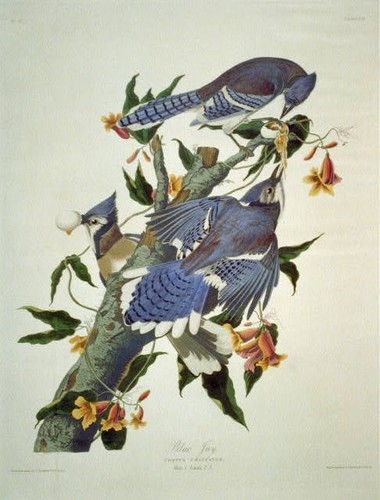 Photo:Blue Jay,John J Audubon,Reproduction Photo,bird | eBay