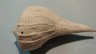 Rare FOSSIL WHELK SHELL from FLORIDA - Busycon palmbeachensis | eBay