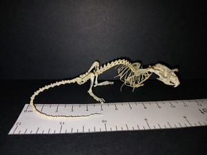 Taxidermy Mouse for sale | eBay