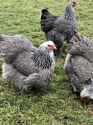 Brahma Hatching Eggs for sale | eBay