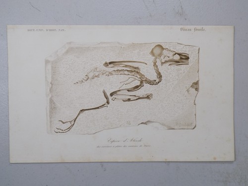 1849 Antique Print / FOSSIL OF AN EXTINCT BIRD | eBay