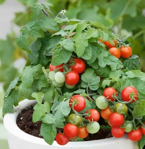 Red Robin Tomato Seeds | Organic | Micro-Dwarf | Heirloom | | eBay
