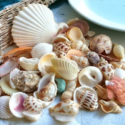 Large Sea Shells for sale | eBay