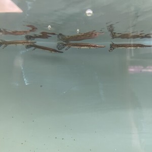 Gar Fish for sale | eBay