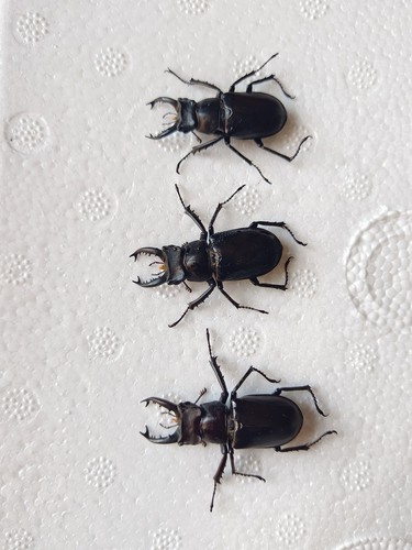 Lucanudae Lucanus takeoi 2021 New Spp Rare 3 Pcs Set Medium size A1 | eBay