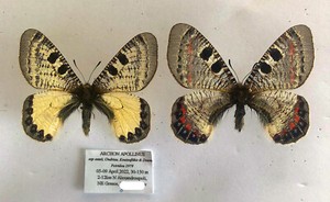 TheInsectcollector | eBay Stores