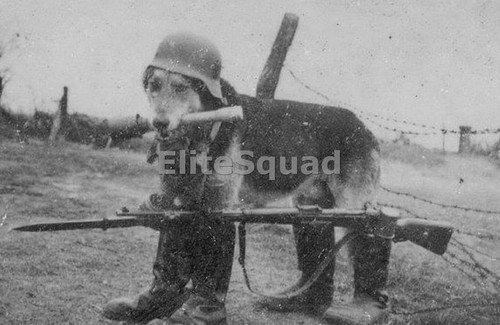 WW2 Photo Picture German dog with Mauser k98 and potato masher granade ...
