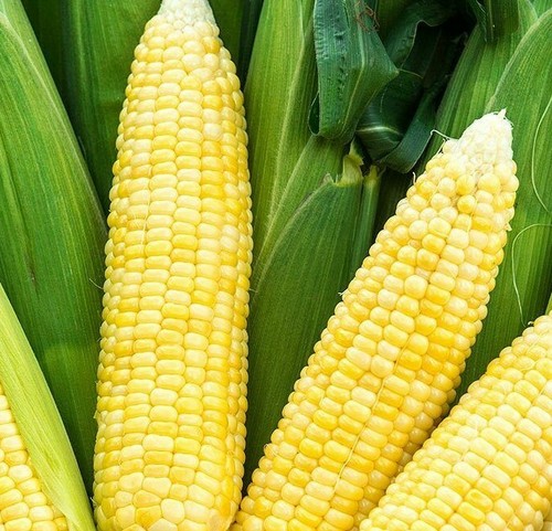 ORGANIC Sweetcorn LARK F1 Supersweet Early Sweet Corn Maize 20 SEEDS ...