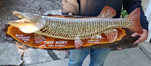 VTG REAL FISH TAXIDERMY 33" Tiger MUSKY WALL MOUNT By Lax Thaddues Lake ...