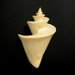 Rare Sea Shells for sale | eBay