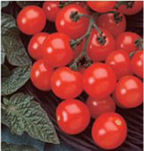 Husky Tomato (Cherry Red) Seeds (20+ Seeds) | Non GMO | Vegetable Fruit ...