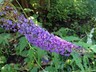 Buddleia globosa Golden Ball Butterfly Bush RARE 20 seeds | eBay
