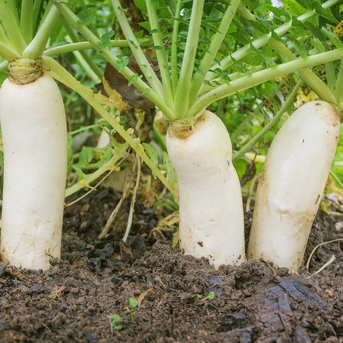 5 lb. Daikon Radish Seed Deer Wildlife Food Plot Pasture Garden | eBay