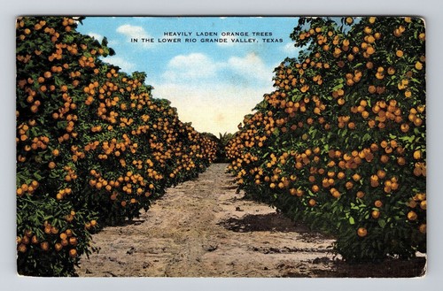 Grande Valley TX-Texas, Heavily Laden Orange Trees, Vintage Postcard | eBay