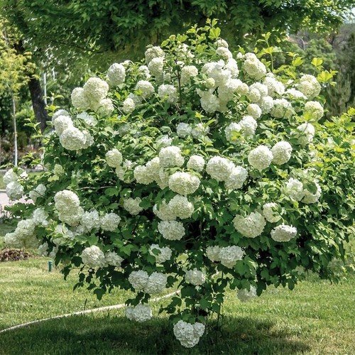 Old Fashioned Snowball Viburnum Shrub/Bush - 6-12" Tall - Live Plant ...