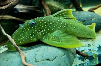 L Pleco for sale | eBay