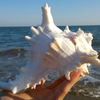 Large Sea Shells for sale | eBay