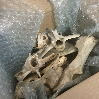 Real Animal Bones for sale | eBay