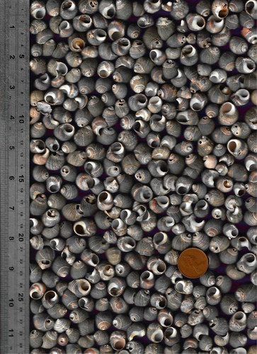 312 Broken UK NORTH SEA Scottish Common Periwinkle sea shells & pieces ...