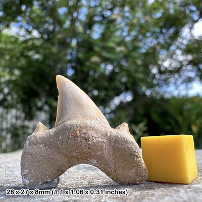 Real Shark Tooth for sale | eBay