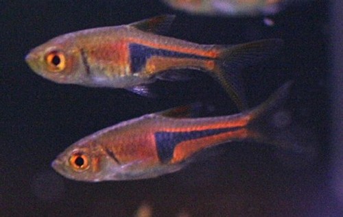 6 Pack - Espei Lambchop Rasbora Live Freshwater Aquarium Tank Fish | eBay