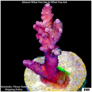 044 AquaSD Live Corals/Frags - Acropora - Aqua SD | eBay
