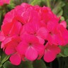 Geranium Seeds Maverick Quicksilver 15 Film Coated Seeds | eBay