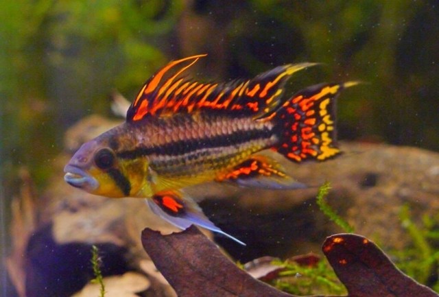 Apistogramma Cacatuoides Super Red