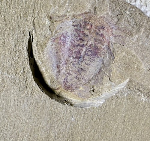 Chengjiang Fossil Site ~ Naraoia Arthropod Fossil ~ Cambrian Period ...