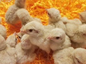 Chukar Poultry Supplies for sale | eBay