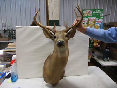 Mounted Deer Head in Animal Taxidermy Collectables for sale | eBay