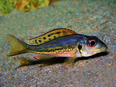 Tanganyika Cichlids for sale | eBay