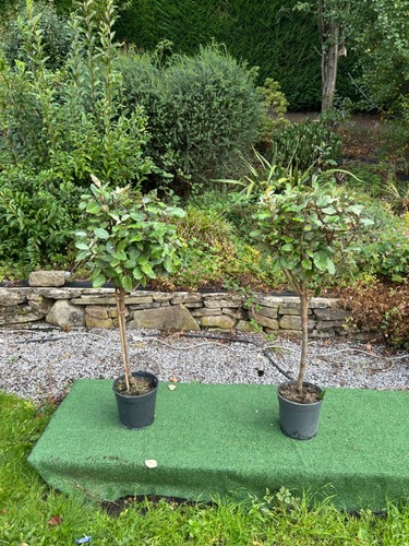 2 x Eleagnus Standard lollipop trees Evergeen (like bay) 110cm. | eBay UK