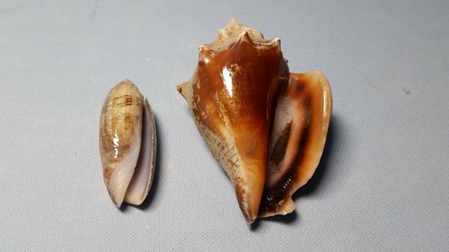 2 GEM QUALITY SHELLS FROM FLORIDA | eBay