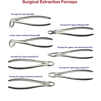 Surgical Dental Extraction Forceps For Tooth | Grelly UK
