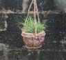 COCONUT HUSK SHELL HANGING BASKET POT ORCHID NATURAL FLOWER PLANTER FOR ...