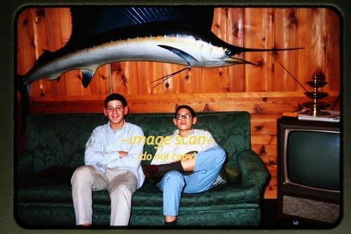 People with Taxidermy Swordfish Fish on Wall in 1964, Original Slide ...
