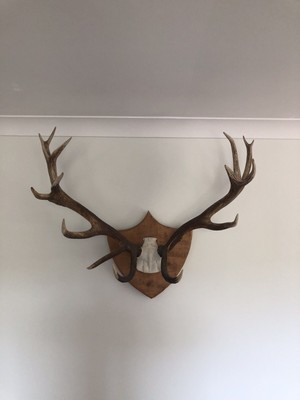 Red Deer Antlers for sale | eBay