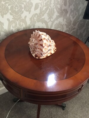 Large Sea Shells for sale | eBay