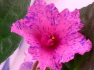 Bloomlovers Violets | eBay Stores