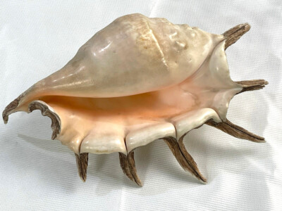 Large Sea Shells for sale | eBay