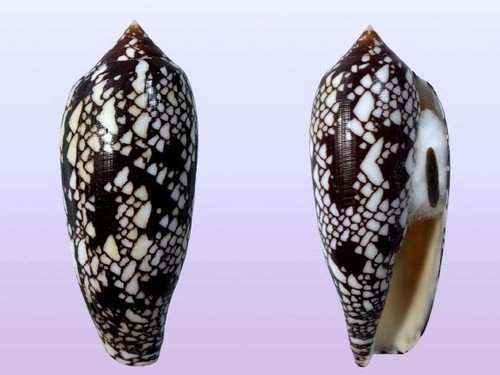 Conidae, Conus aulicus, Sabah, North Borneo, Malaysia, 111,1 mm, SELECTED | eBay