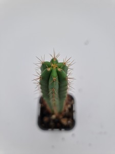 Button's Buttons Cacti | eBay Stores