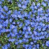 60 Seeds, Creeping Speedwell Seeds B138, Veronica Repens | eBay